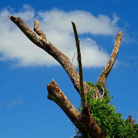 Tree Trunk Darling Free Photo On Pixabay