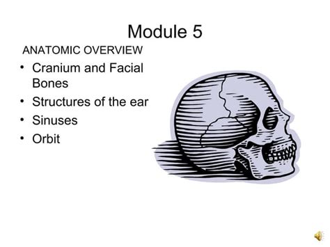 Cta 201 Module 5 Cranium Bones And Facial Bones 1 Ppt