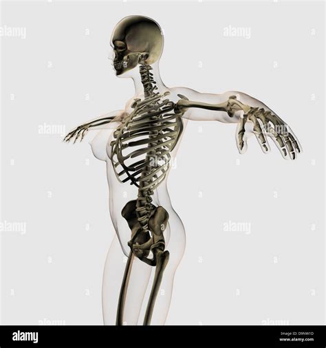 Three Dimensional View Of Female Skeletal System Stock Photo Alamy