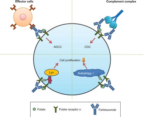 Figure 1 From Profile Of Farletuzumab And Its Potential In The Treatment Of Solid Tumors
