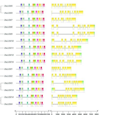 Phylogenetic Relationships Conserved Domain Regions Gene Structure