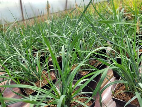 Осока просяная Памира