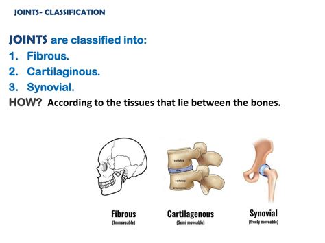 what are the classification of joints at nancy hansen blog