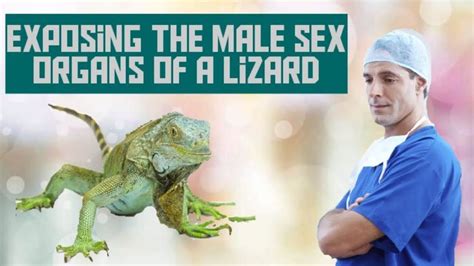 Exposing The Male Reproductive Organs Of A Lizard Male Lizard Exposed