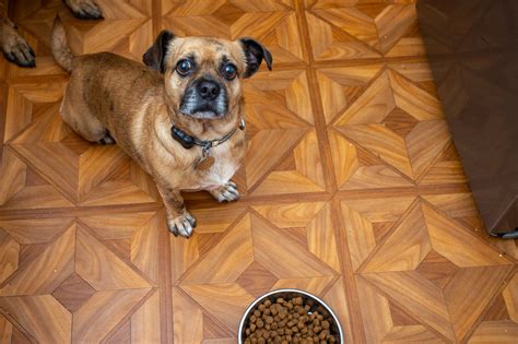 Why Wont My Dog Eat Their New Food Bings Best Things