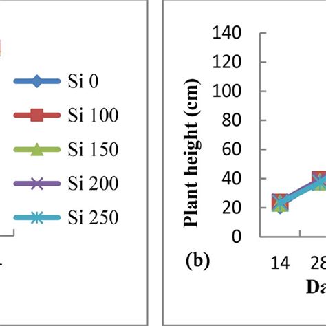 Plant Height Cm As Affected By Different Levels Of Silicon Fertilizer
