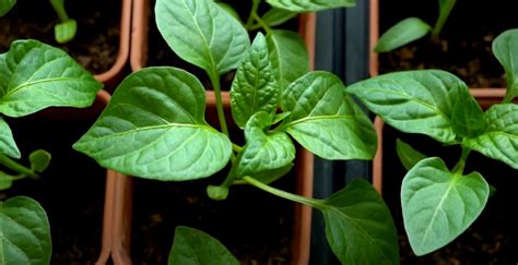 Як правильно висаджувати розсаду у відкритий грунт урожай перцю і помідорів буде найкращий