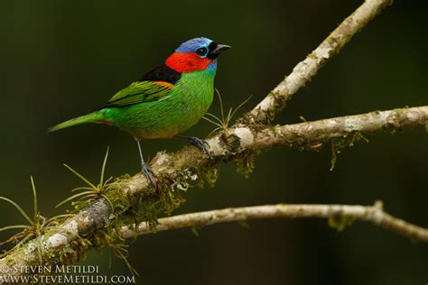 Atlantic Rainforest Tanagers Brazil Streams Woodpeckers