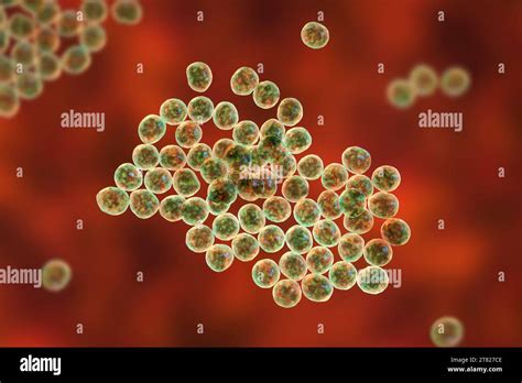 Staphylococcus Haemolyticus Banque De Photographies Et Dimages à Haute Résolution Alamy