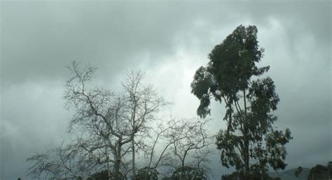 Tree Angle 1 By Artistfire On DeviantArt