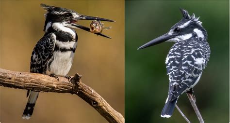 23 Common Birds Found In Egypt 2026 Bird Watching Hq