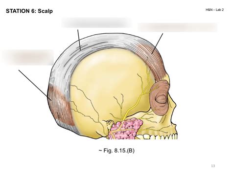Diagram Of Scalp Quizlet