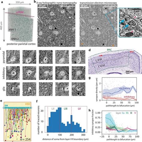 Automated Segmentation Of Neuronal Morphologies Using Convolutional Download Scientific Diagram