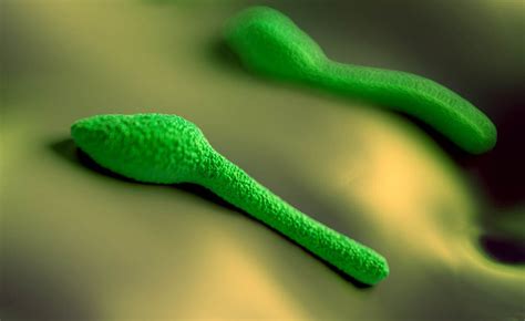 Tetanus In Cats Cat World