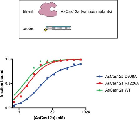 figures and data in crispr cas12a exploits r loop asymmetry to form double strand breaks elife