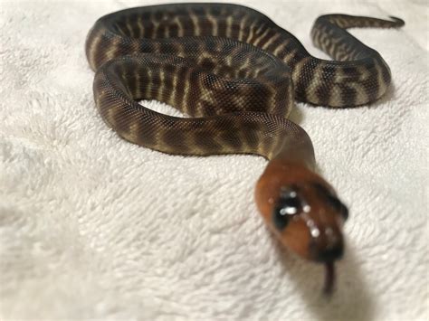 Woma Python By Ophidia Cbr Morphmarket