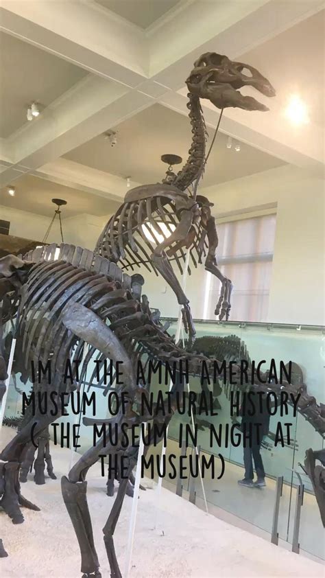 Im At The Amnh American Museum Of Natural History The Museum In Night At The Museum Night