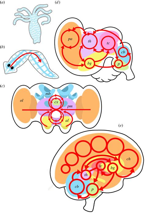 Transitions In Cognitive Evolution Pmc