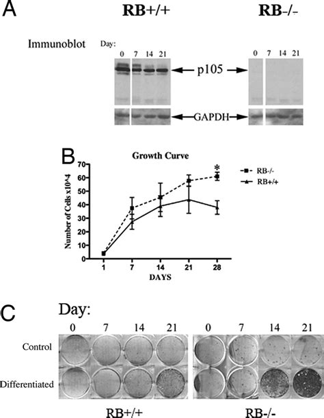 Proliferative Properties And Increased Mineral Deposition In Cultured