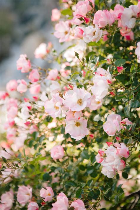 Millennial Falls Wedding Venue Utah Wedding Guide