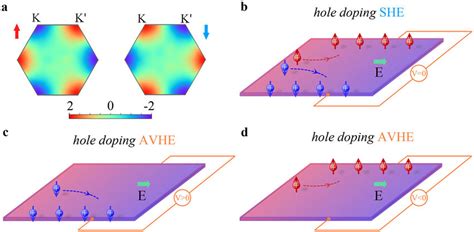 Berry Curvatures And Avh Effect A Berry Curvatures Of The Spin Up And