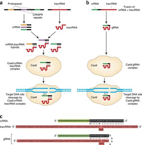 CRISPR Cas9 Explained