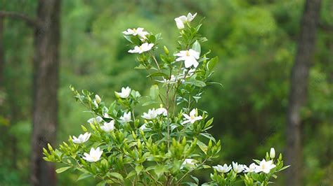 치자 나무 꽃 봉오리 녹색 예술적 개념 녹색 식물 식물 예술적 개념 예술적 개념 아름다움 배경 일러스트 및 사진 무료