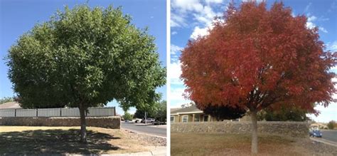 Shade Trees For The Desert Southwest Guzmans Greenhouse