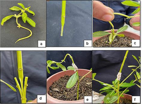 Wedge Grafting Procedure A B Wedge Shaped Cut At The Base Of Infected Download Scientific