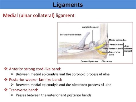 ARM CUBITAL FOSSA ELBOW JOINT Khaleel Alyahya Ph