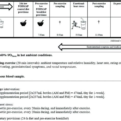 Schematic Illustration Of The Experimental Procedures Download