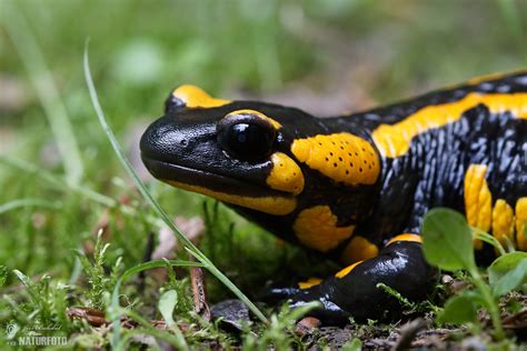 Fire Salamander Photos Fire Salamander Images Nature Wildlife