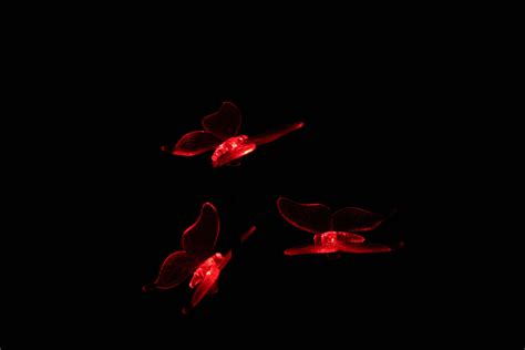100 Dark Butterfly Wallpapers