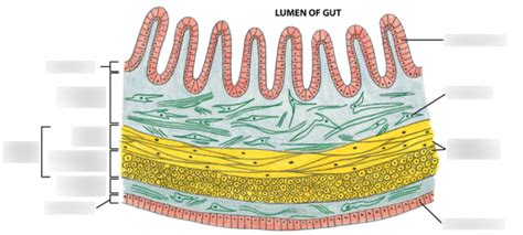 7 Extracellular Matrix Diagram Quizlet