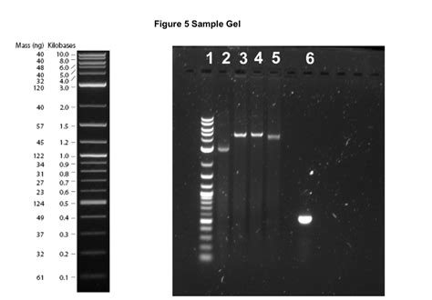 Solved How Do You Find Out The Size Of Your DNA Fragments Chegg Com