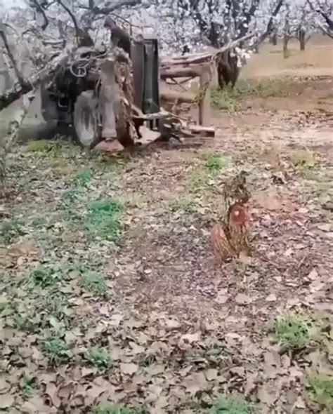 Stump Extractor Album On Imgur