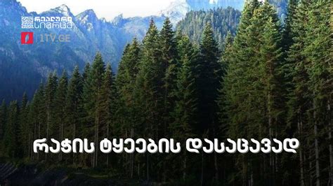 რეალური სივრცე რაჭის ტყეების დასაცავად Live 1tv