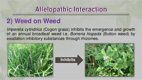 Allelopathy