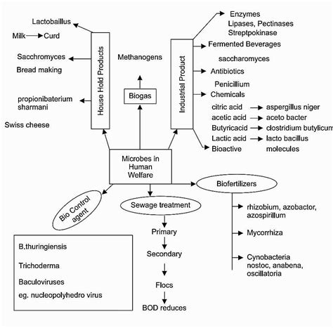 Cbse Class 12 Biology Revision Notes Chapter 15 Biodiversity And Its Conservation Artofit
