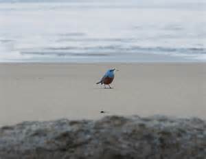 Where On Oregon Coast Was Rare Blue Rock Thrush Sighted