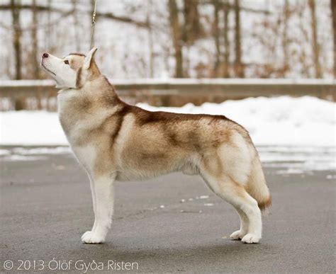 Coat Colors And Examples Siberian Husky Color