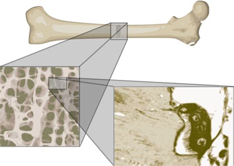 figure 1 from multiple verification in computational modeling of bone