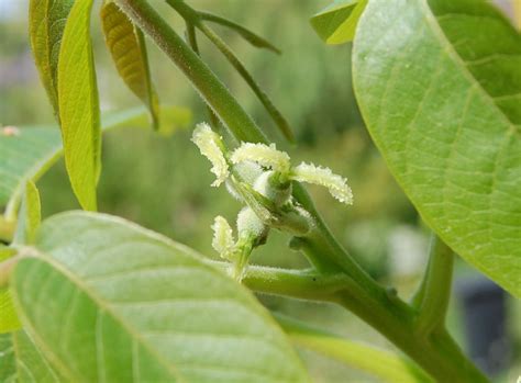 Химия и Жизнь Грецкий орех — божественный желудь Научно популярный журнал «Химия и жизнь