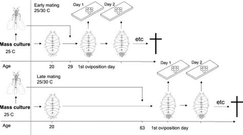 A Schematic Representation Of Experiment Manipulating Temperature And Download Scientific