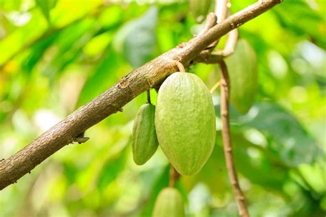 카카오 나무 Theobroma Cacao 자연 속에서 유기농 코코아 열매 꼬투리 초콜릿 나무 프리미엄 사진