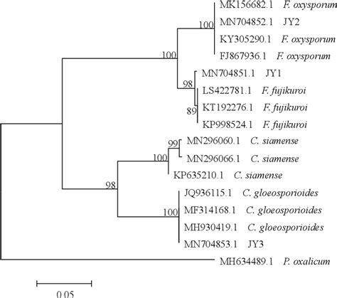 Figure 1 From Epiphytic Fungi Induced Pathogen Resistance Of Invasive