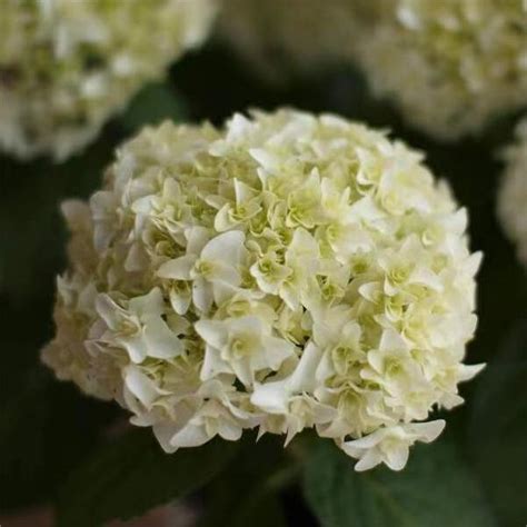 Hydrangea Macrophylla Princess Anne Chinese Exporter