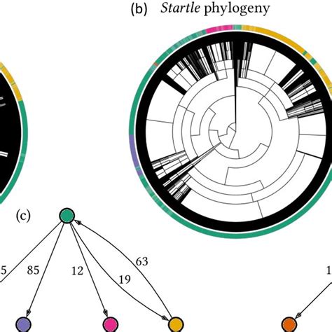 Startle Outperforms Existing Methods On Simulated Lineage Tracing Data