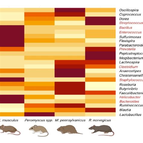 Heatmap Of The Most Abundant 1 Bacterial Genera Identified By