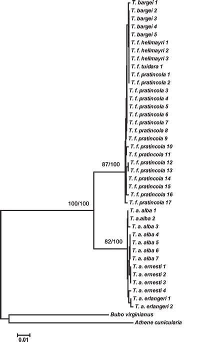 maximum likelihood tree ln 1702 92 obtained from the mitochondrial